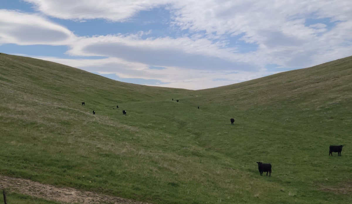 Crazy Clouds, Cows | MLTSHP
