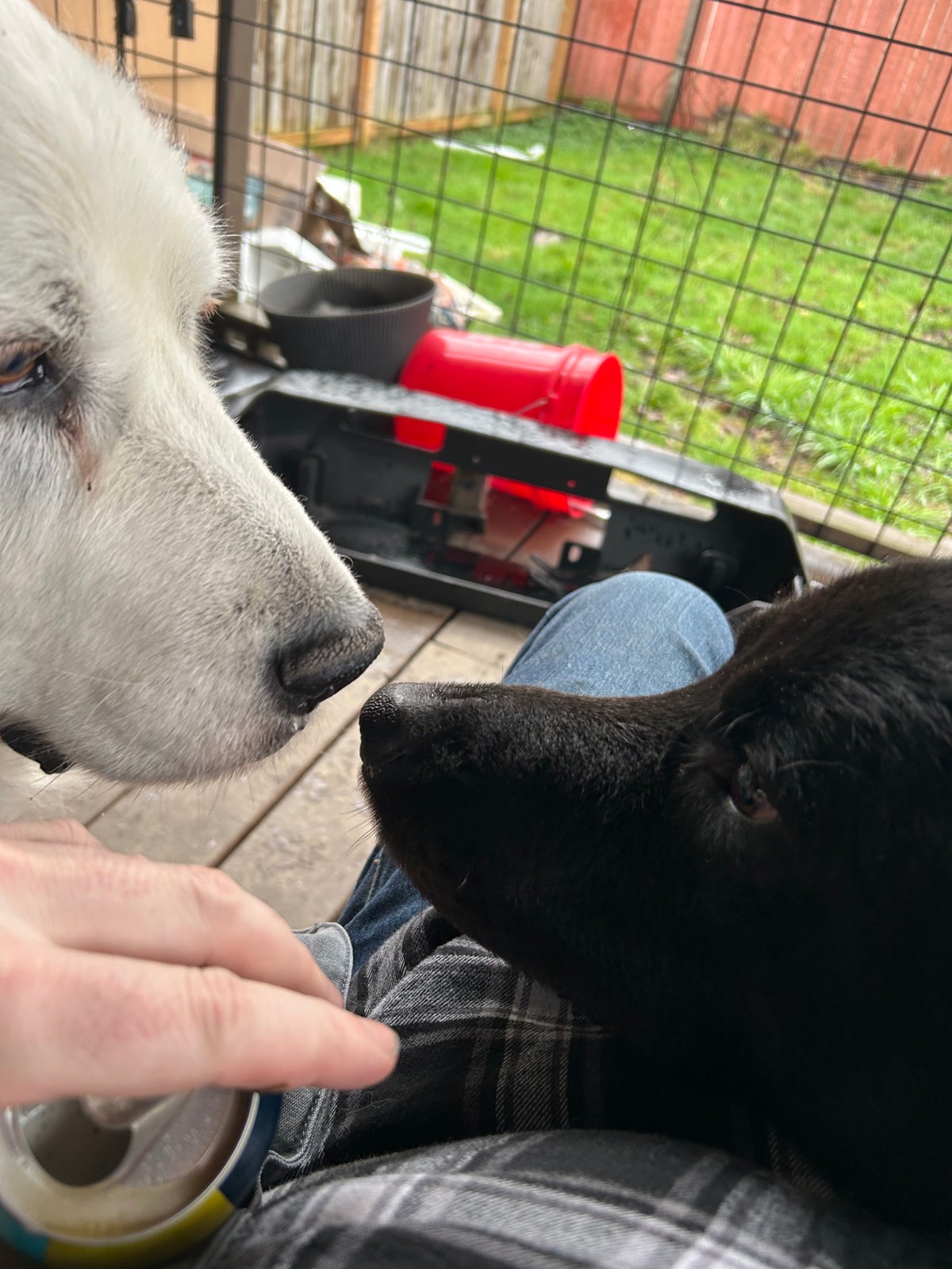 Things I didn't know about neutering dogs | MLTSHP