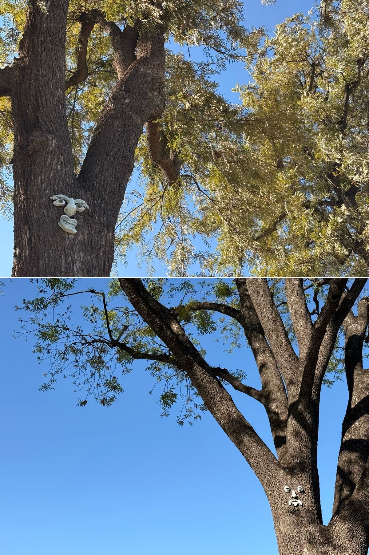 the local tree faces are doing well today | MLTSHP