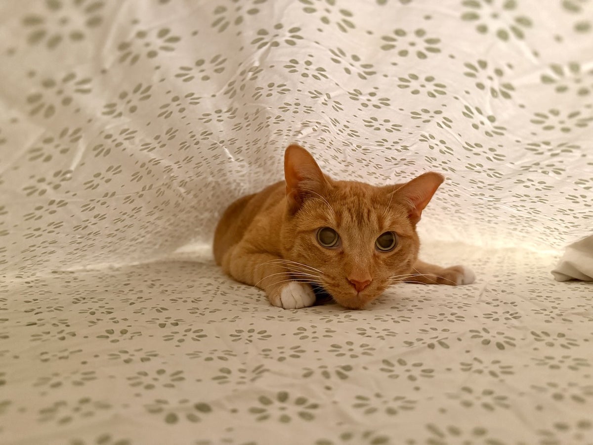 “Helping” change the sheets | MLTSHP