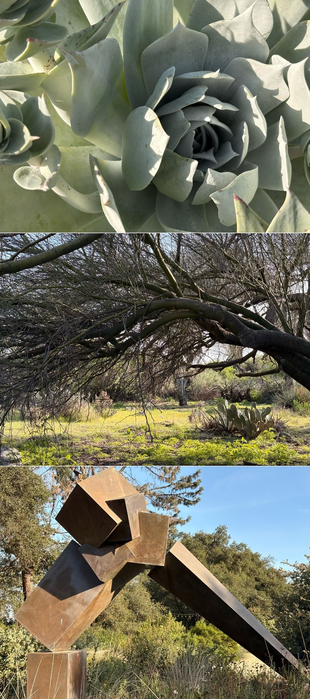 golden spirals in The California Botanic Garden | MLTSHP