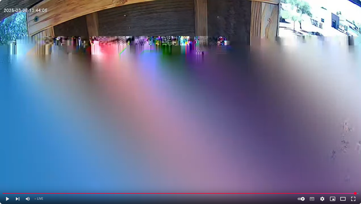 totally glitched out owlcam | MLTSHP