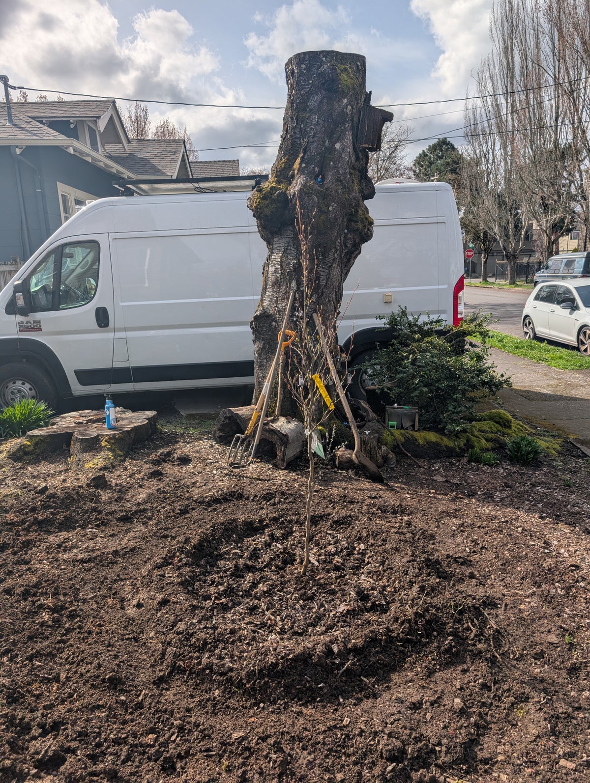 Newly in the ground at Chez Wells | MLTSHP