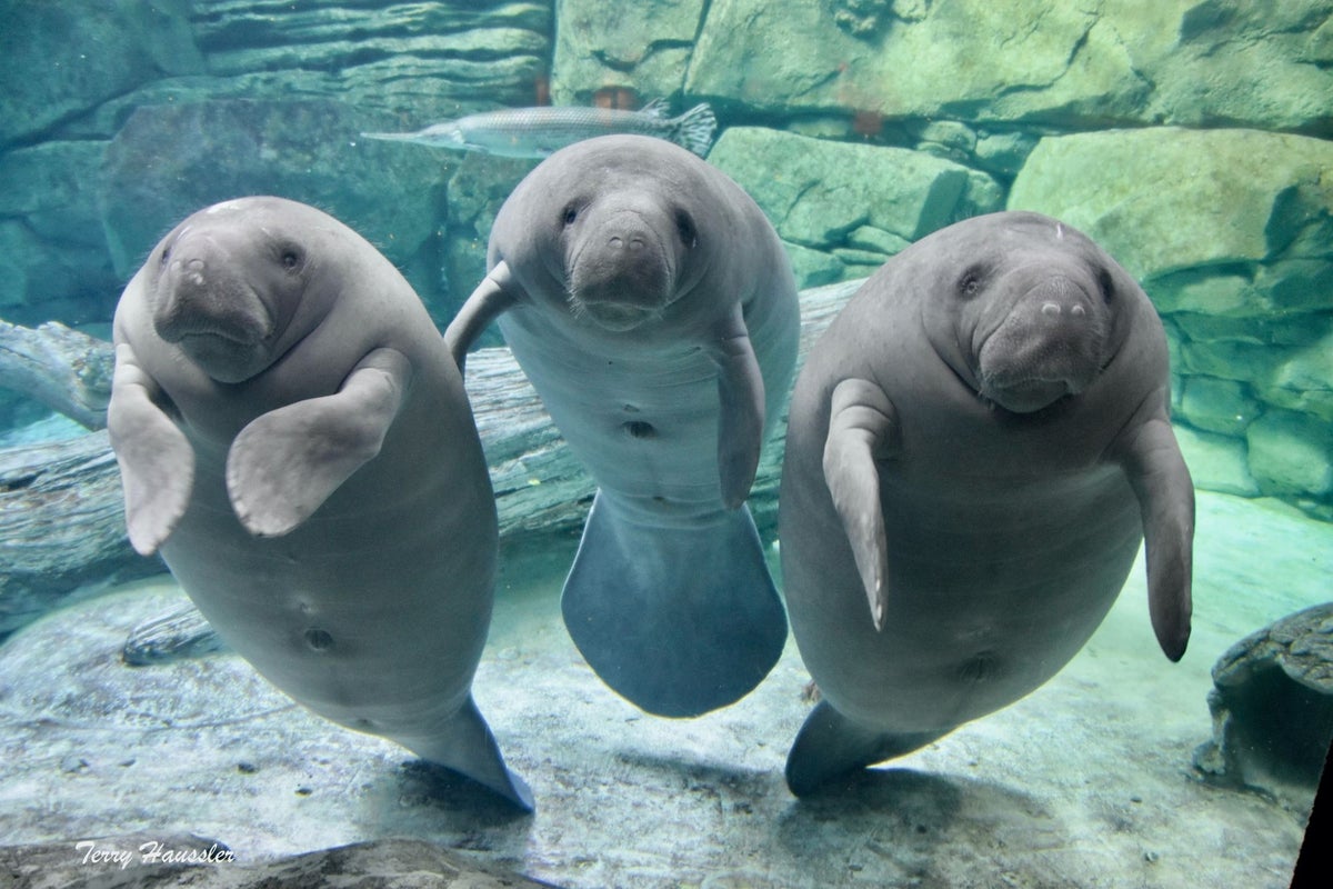 Happy World Manatee Day | MLTSHP
