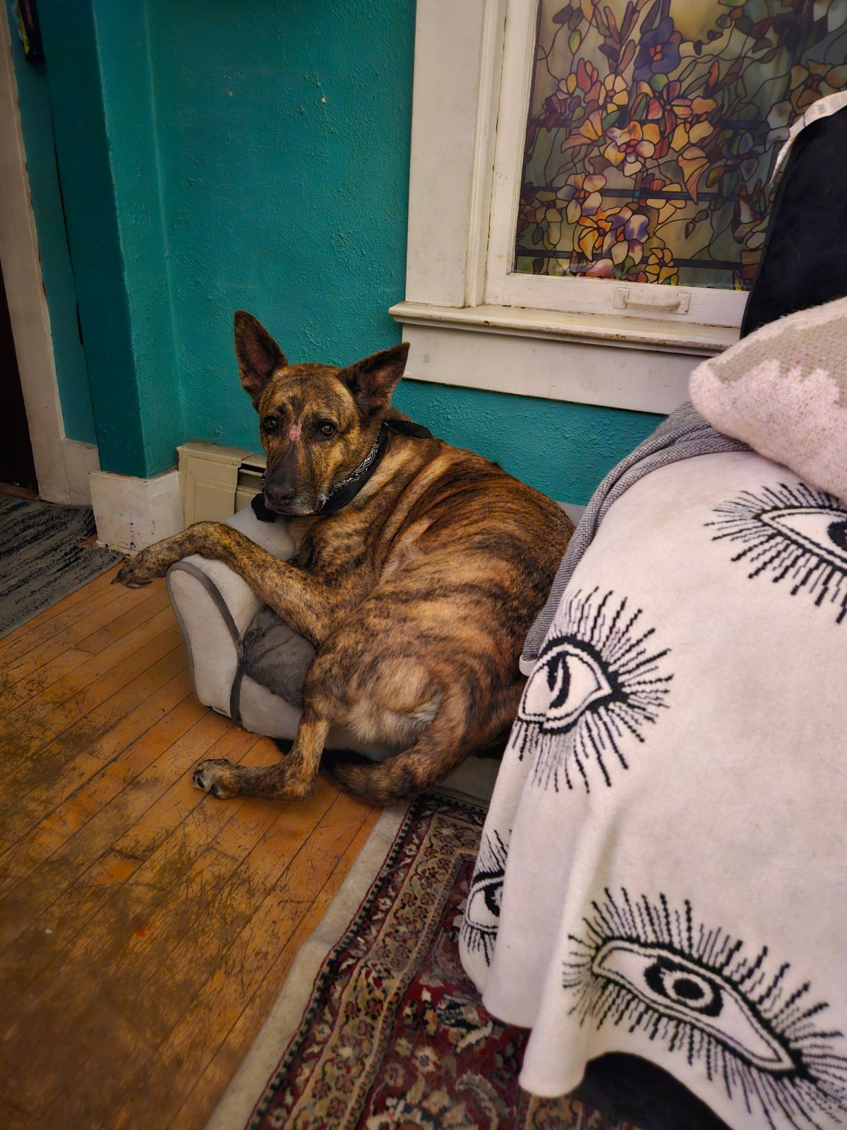 Say hello to Bo | MLTSHP