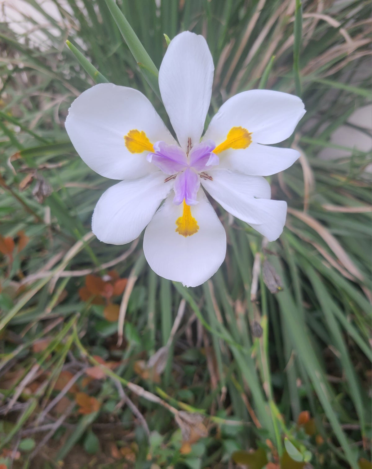 This Beauty... | MLTSHP