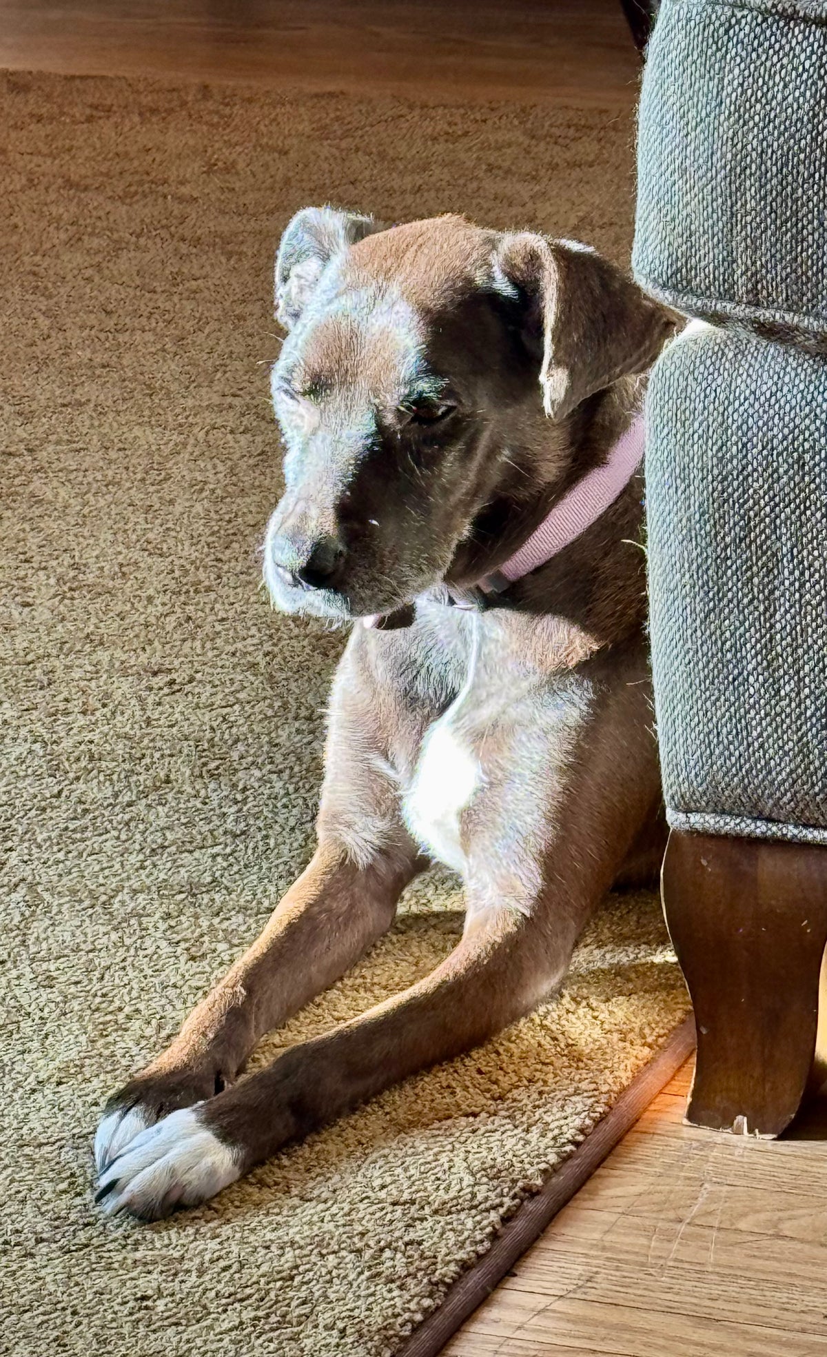 Ramona in a sun spot. | MLTSHP