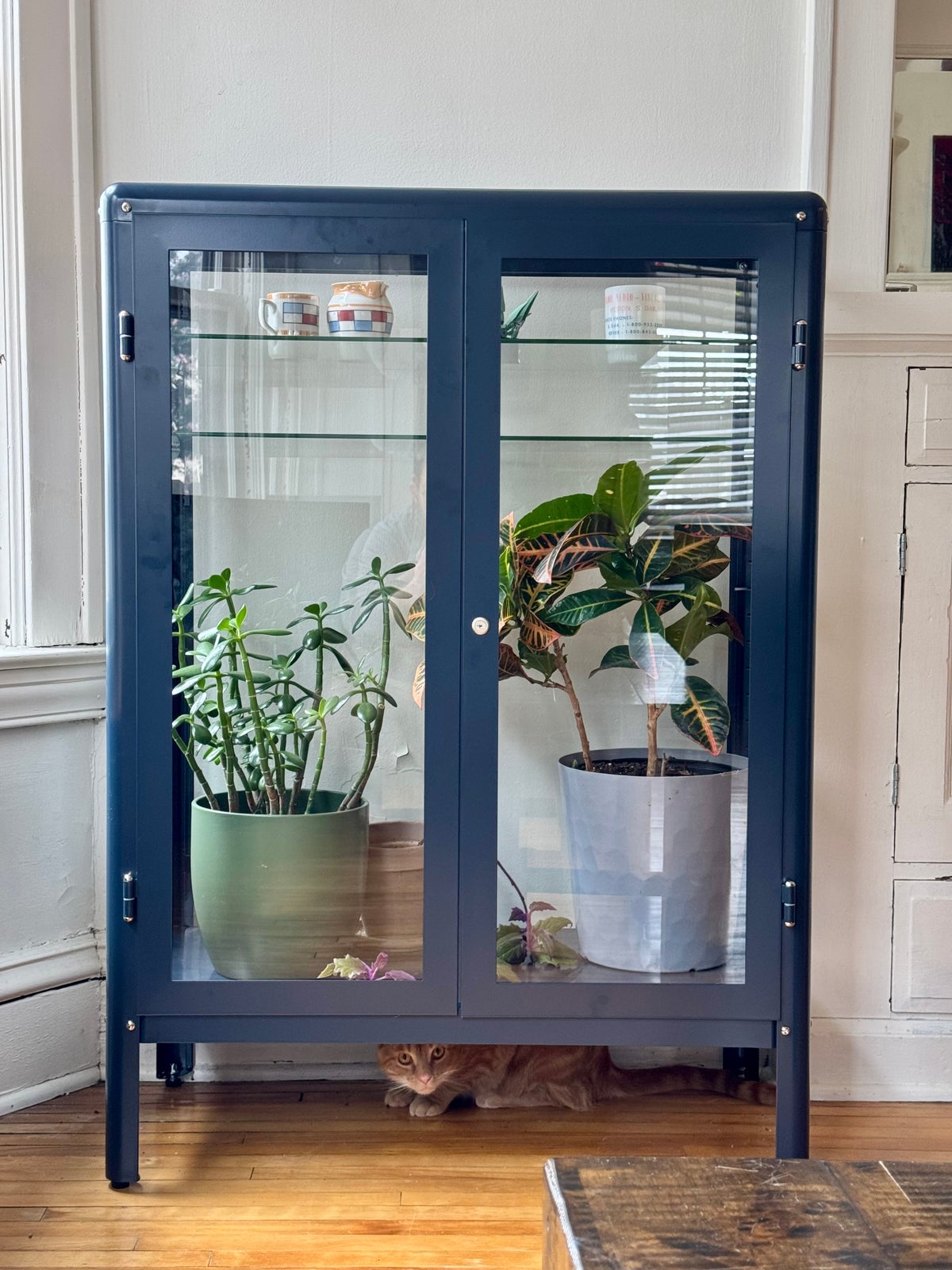Cat under glass (cabinet) | MLTSHP