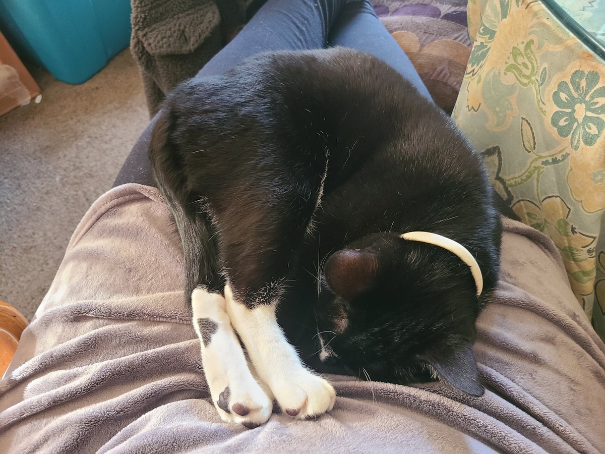 Kitty Lap Warmer | MLTSHP
