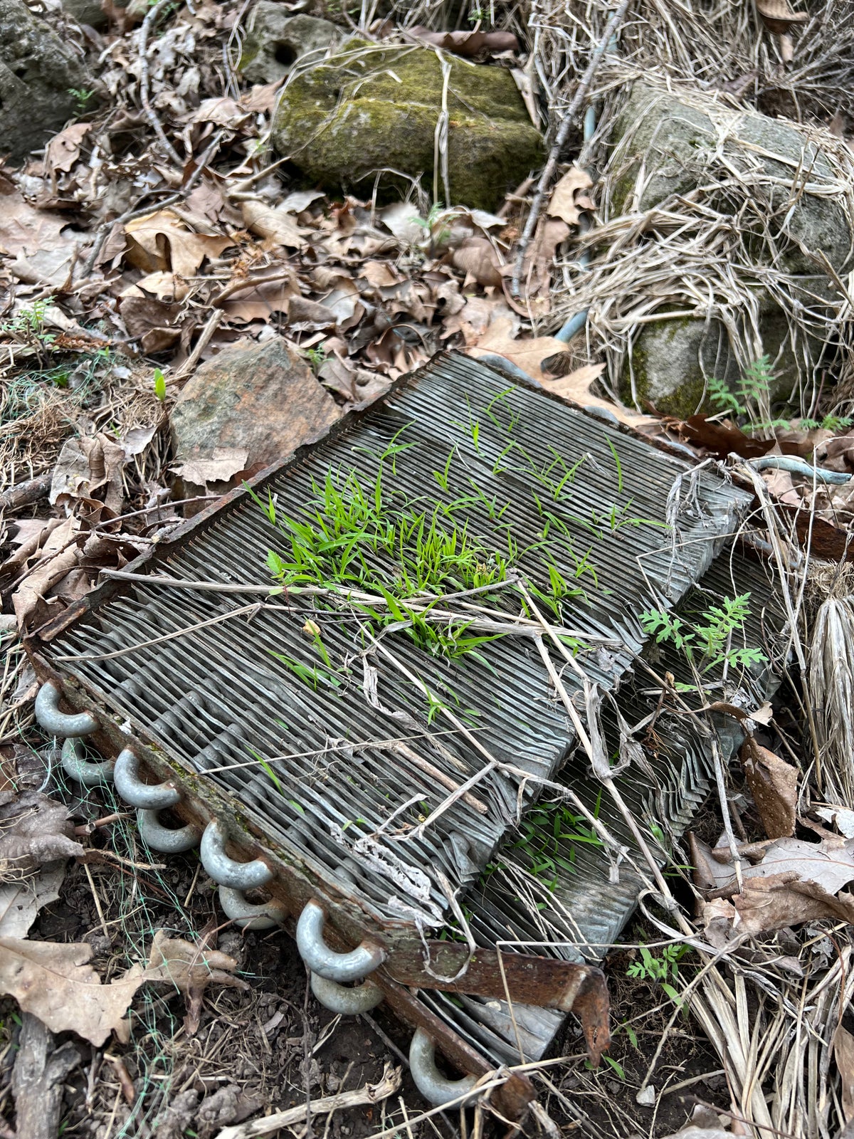 Nature, ah, finds a way | MLTSHP