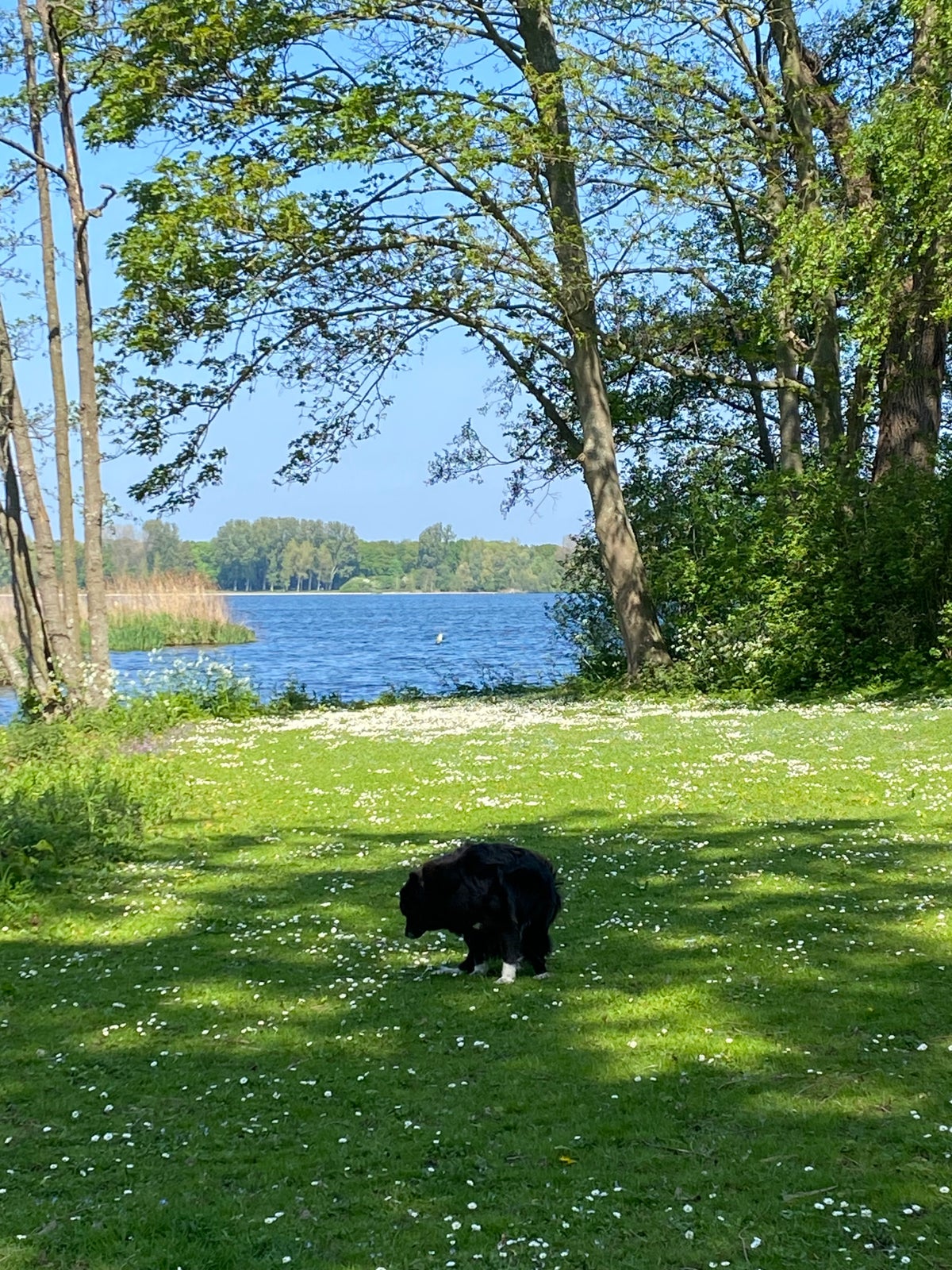 Took the dog for a walk | MLTSHP