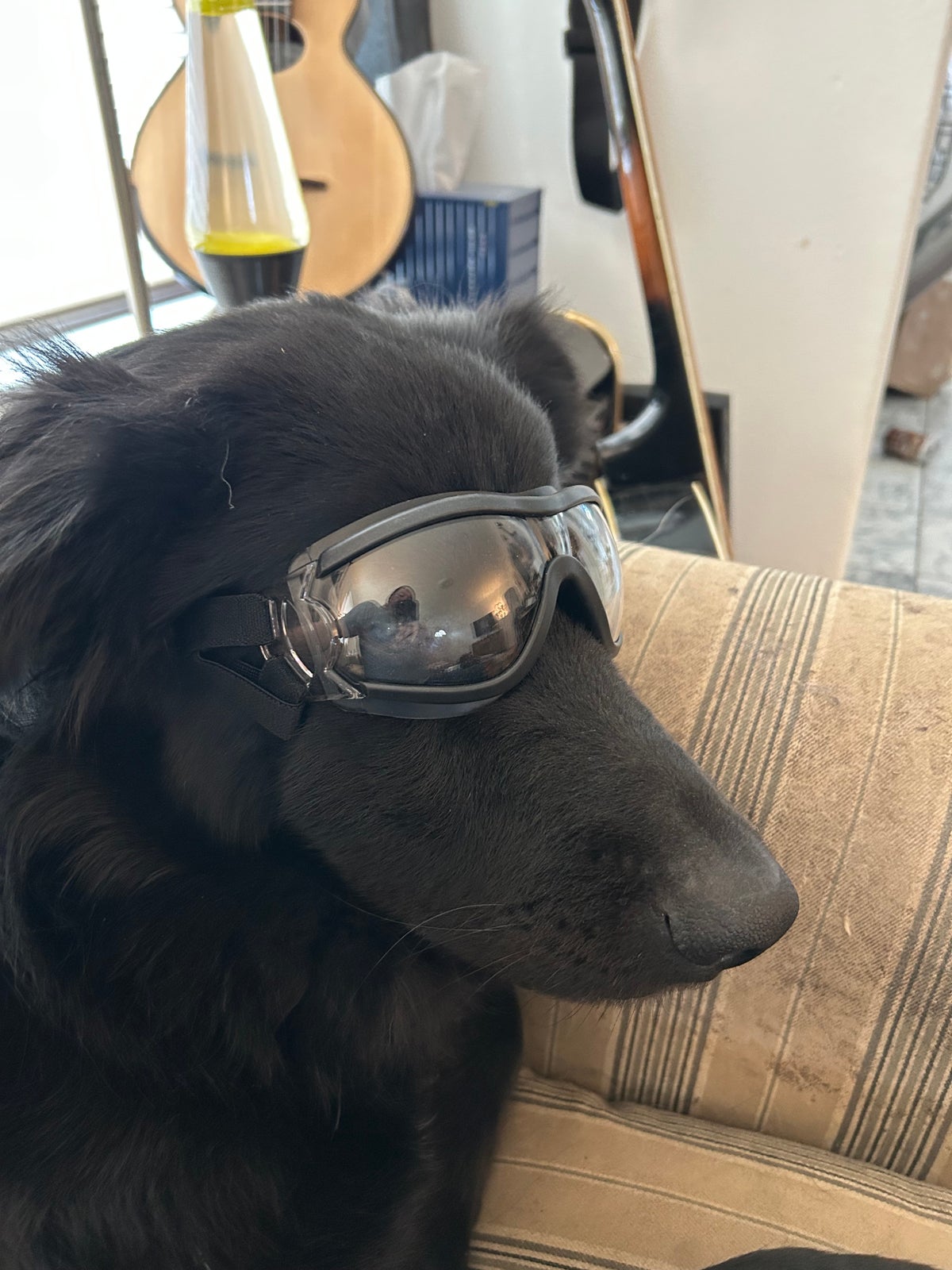 It's dog. We're wearing sunglasses. | MLTSHP