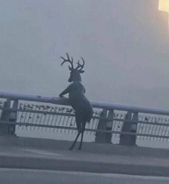 oh you know, just deer stuff | MLTSHP