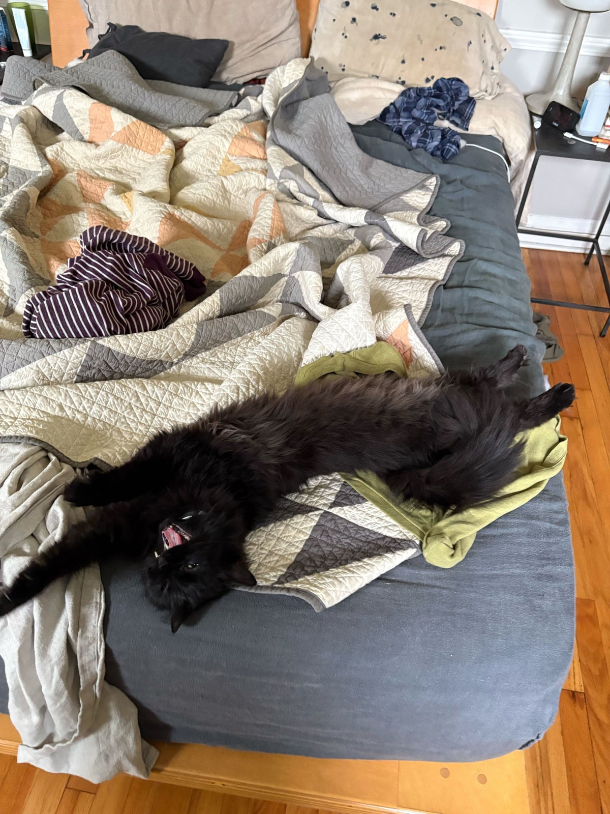 absolute disarray | MLTSHP