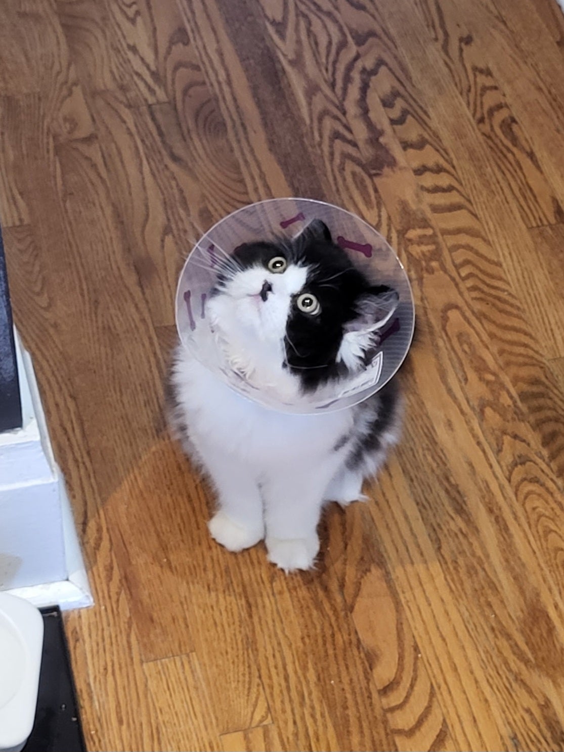 Ludwig lost his balls today | MLTSHP