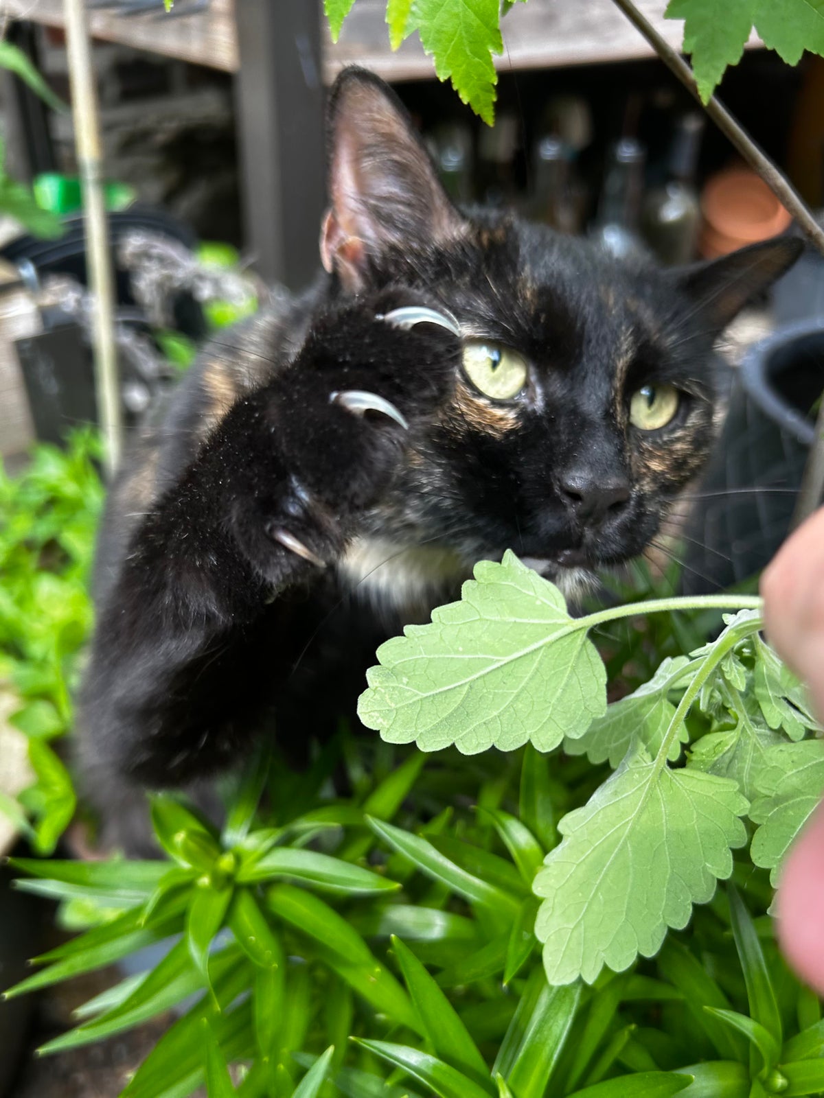 Gracie likes the nip | MLTSHP