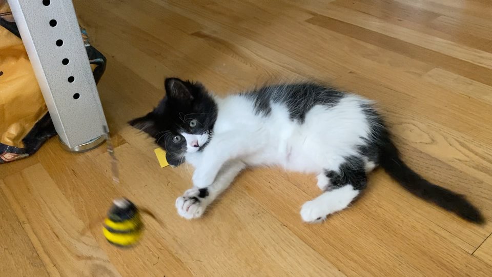 Finn vs The Bee | MLTSHP