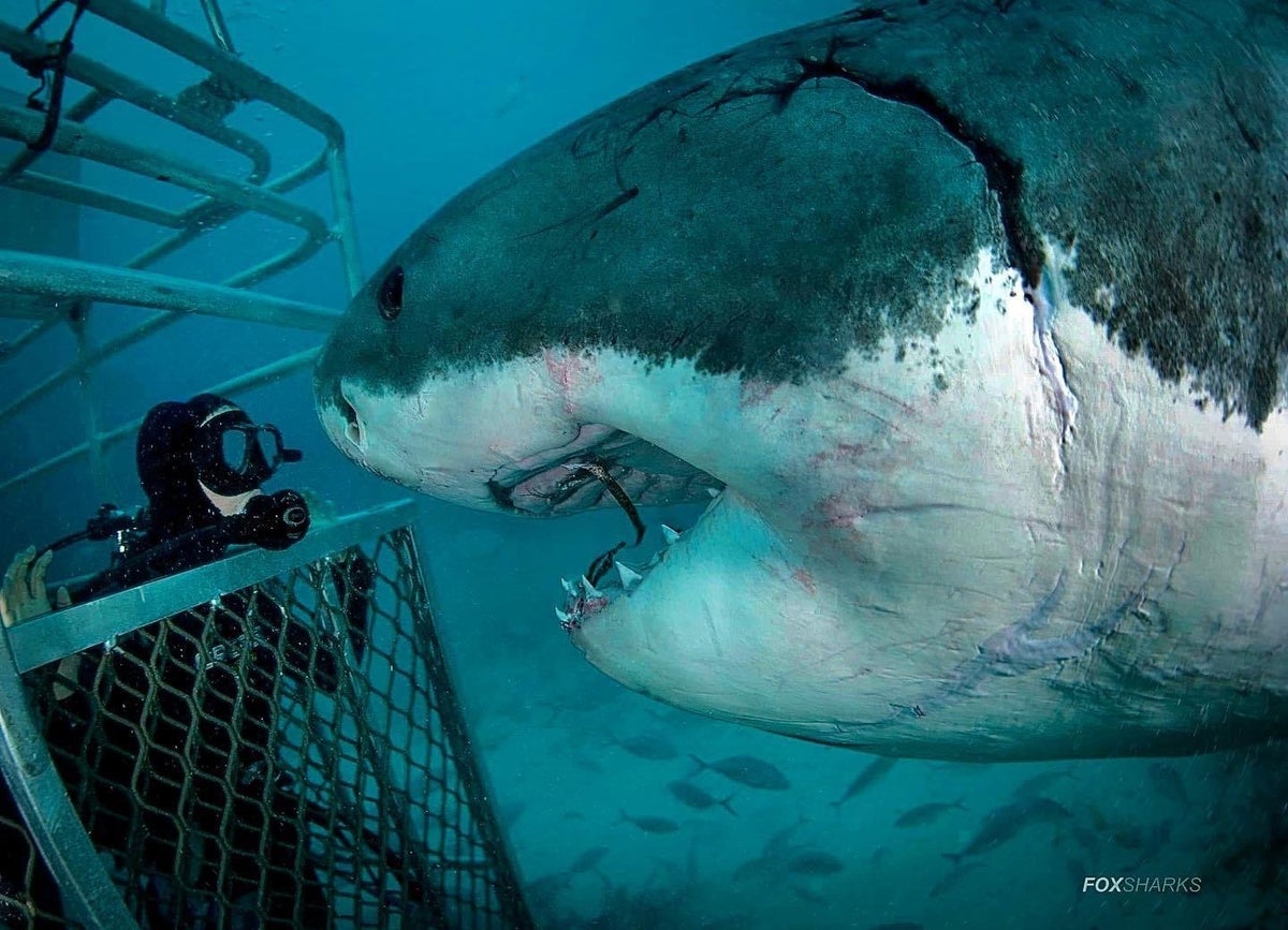 "One for Finding Nemo, please." | MLTSHP