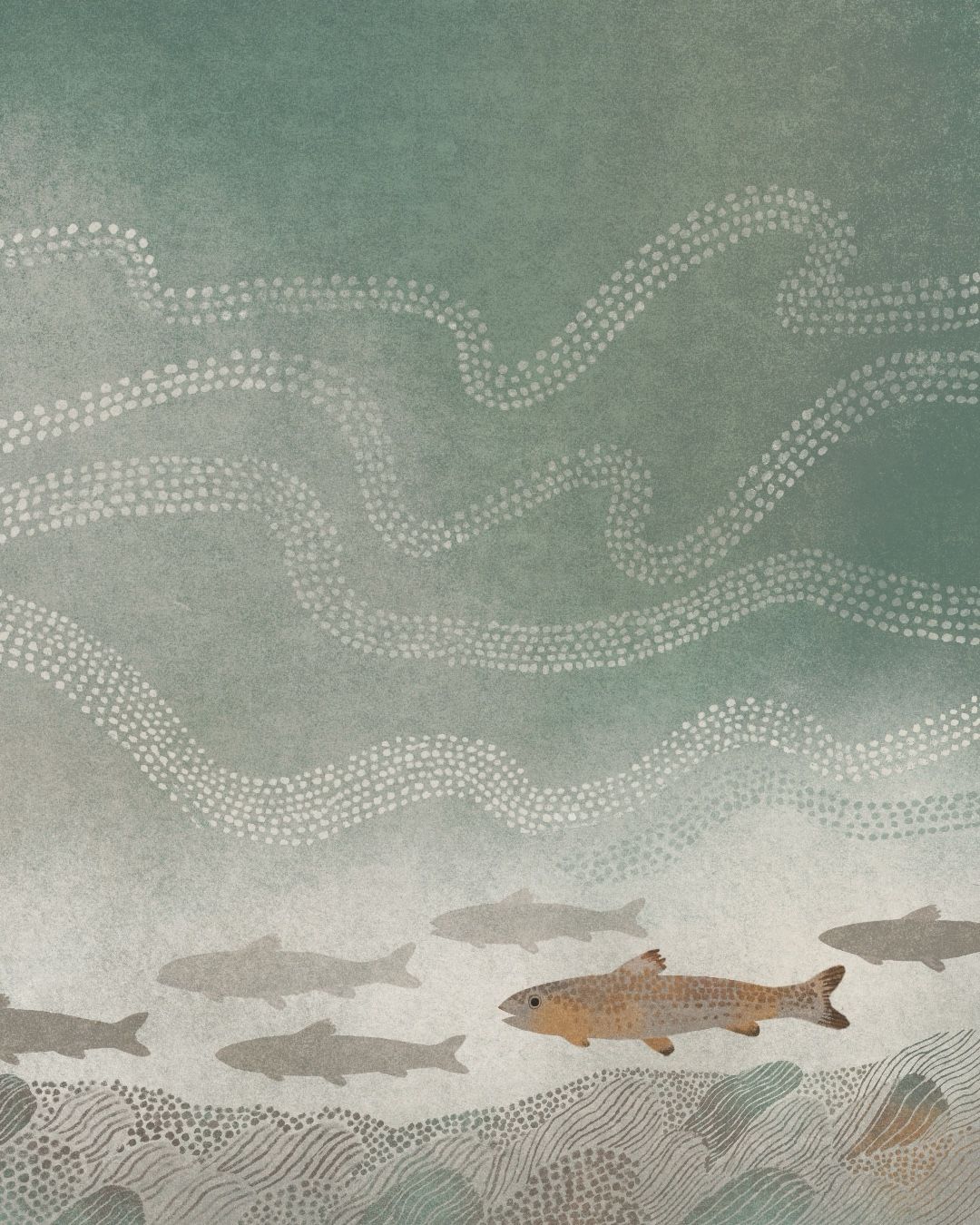 Brown trout in the river by @tjitskekamphuis | MLTSHP
