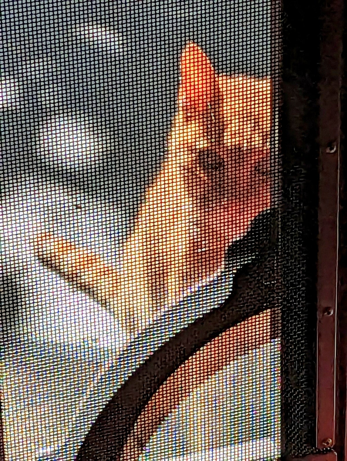 Dear, departed Ginger, 2022 | MLTSHP