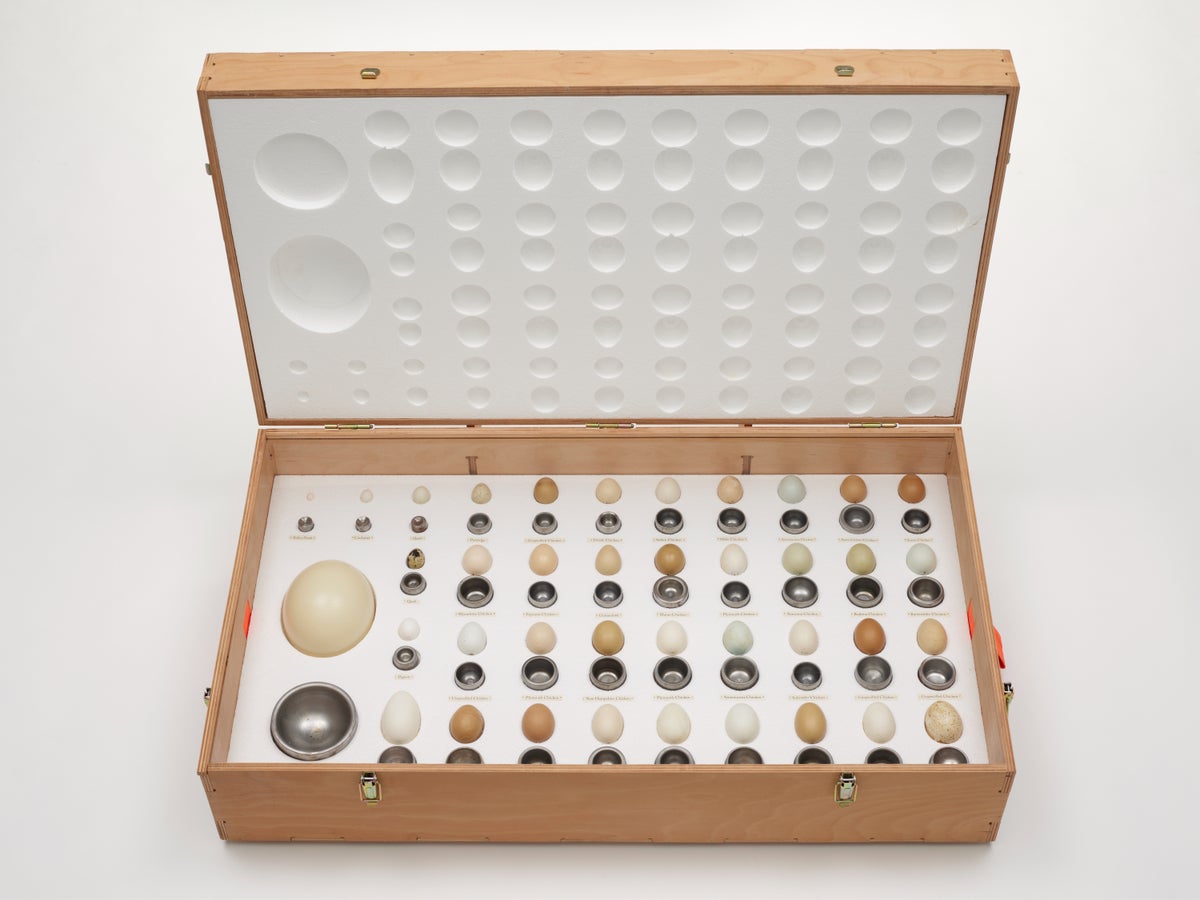 Ambiguous Standards of Food: Eggs and Holders | MLTSHP