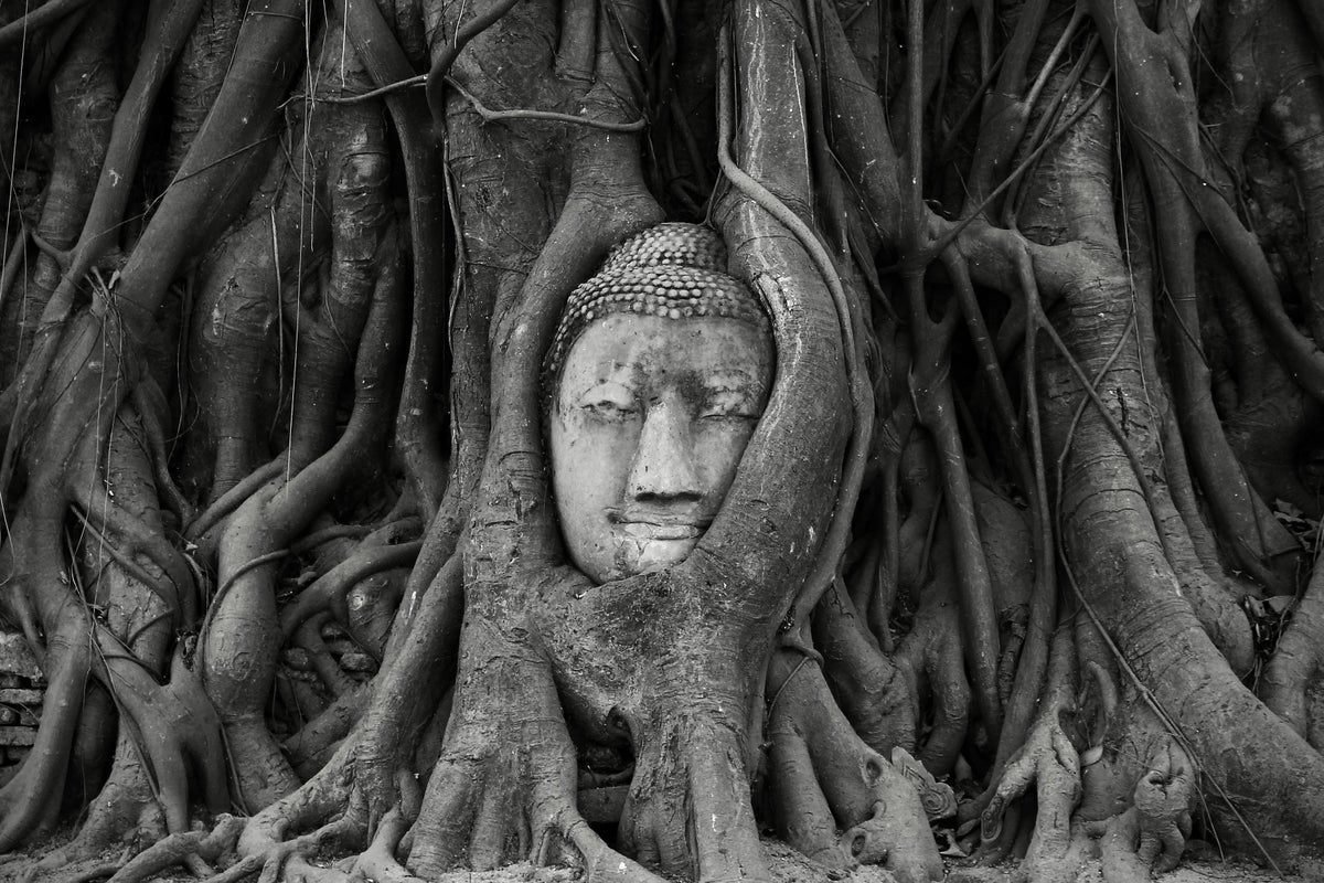 Buddha in the fig tree | MLTSHP