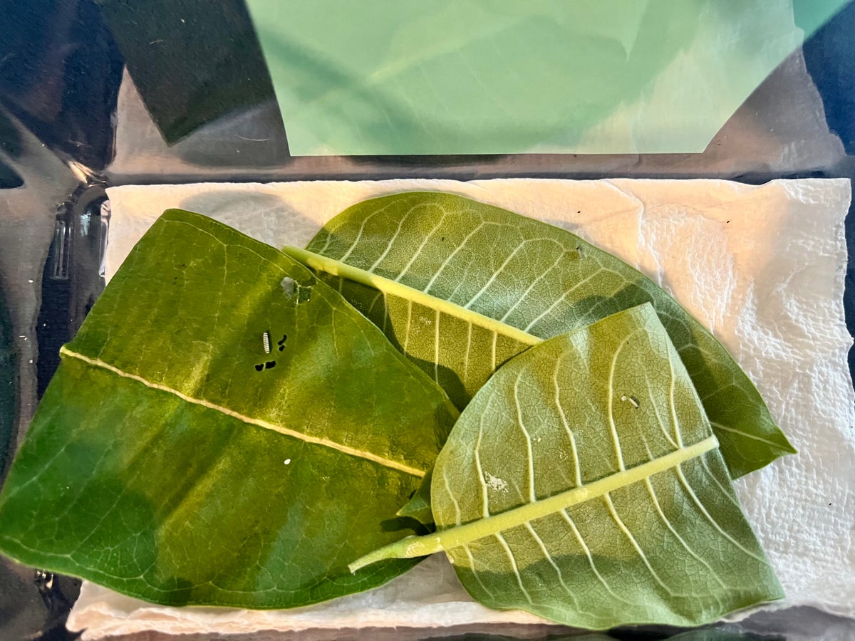 back on my crapperpillar bullshit | MLTSHP