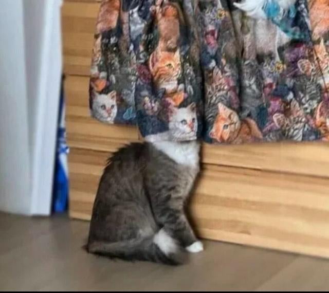 No cat here | MLTSHP