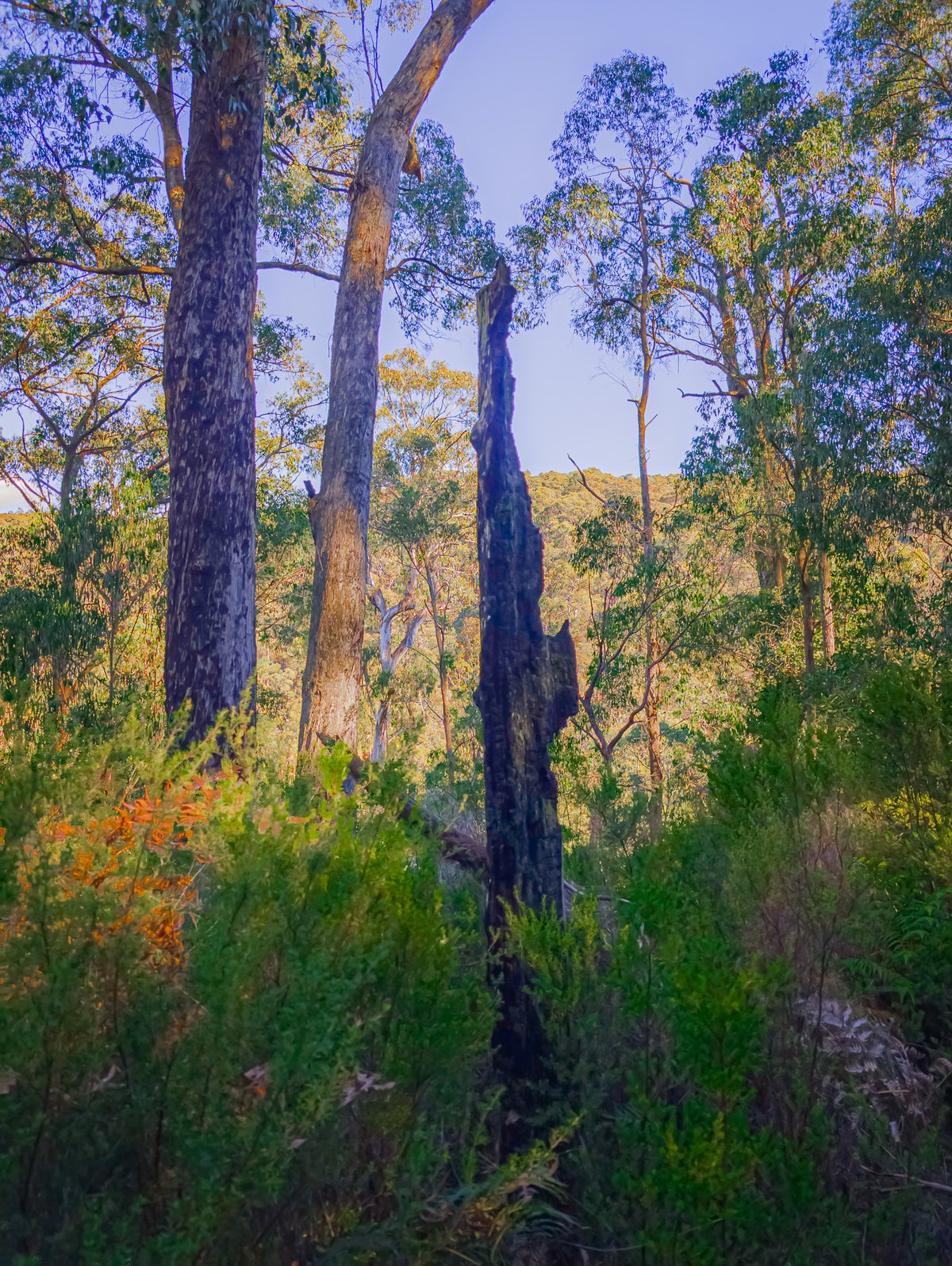 Remnant of 2009 bushfire, Kinglake, VIC | MLTSHP