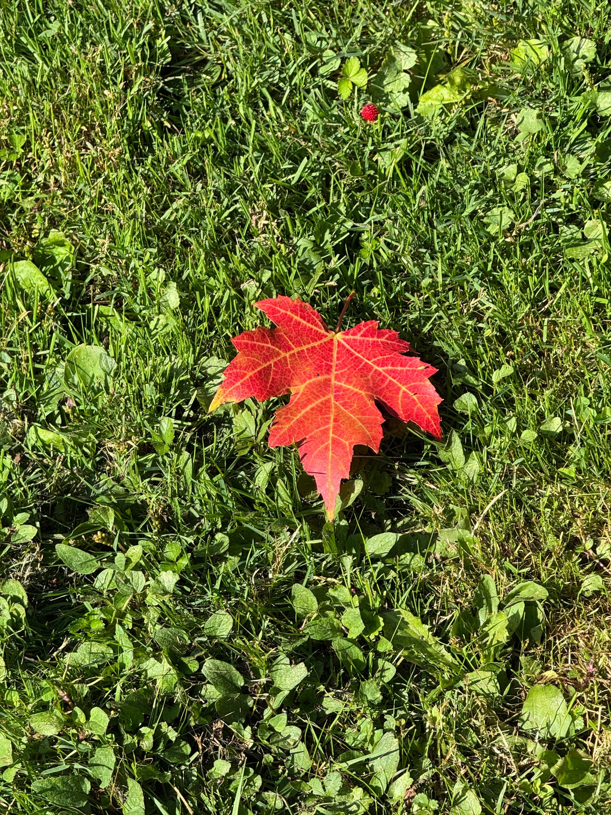 Fall has begun in WNY | MLTSHP