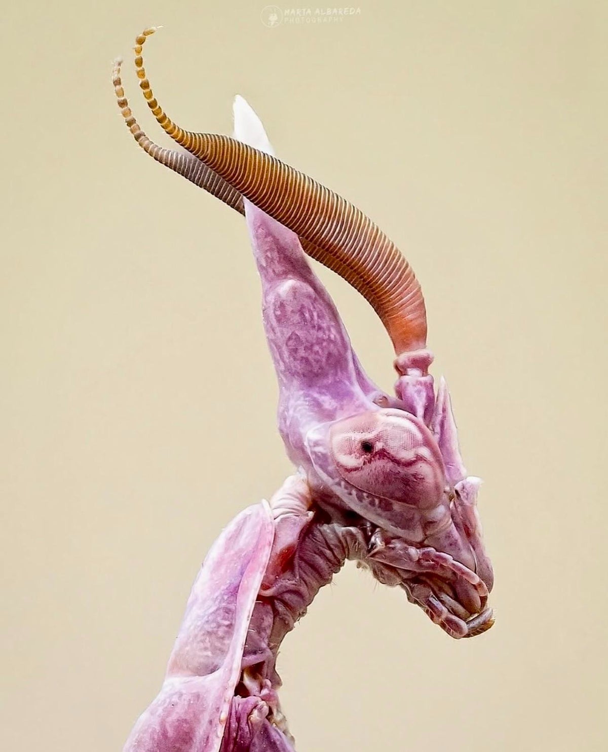 Pink Empress Mantis (Empusa pennata) | MLTSHP