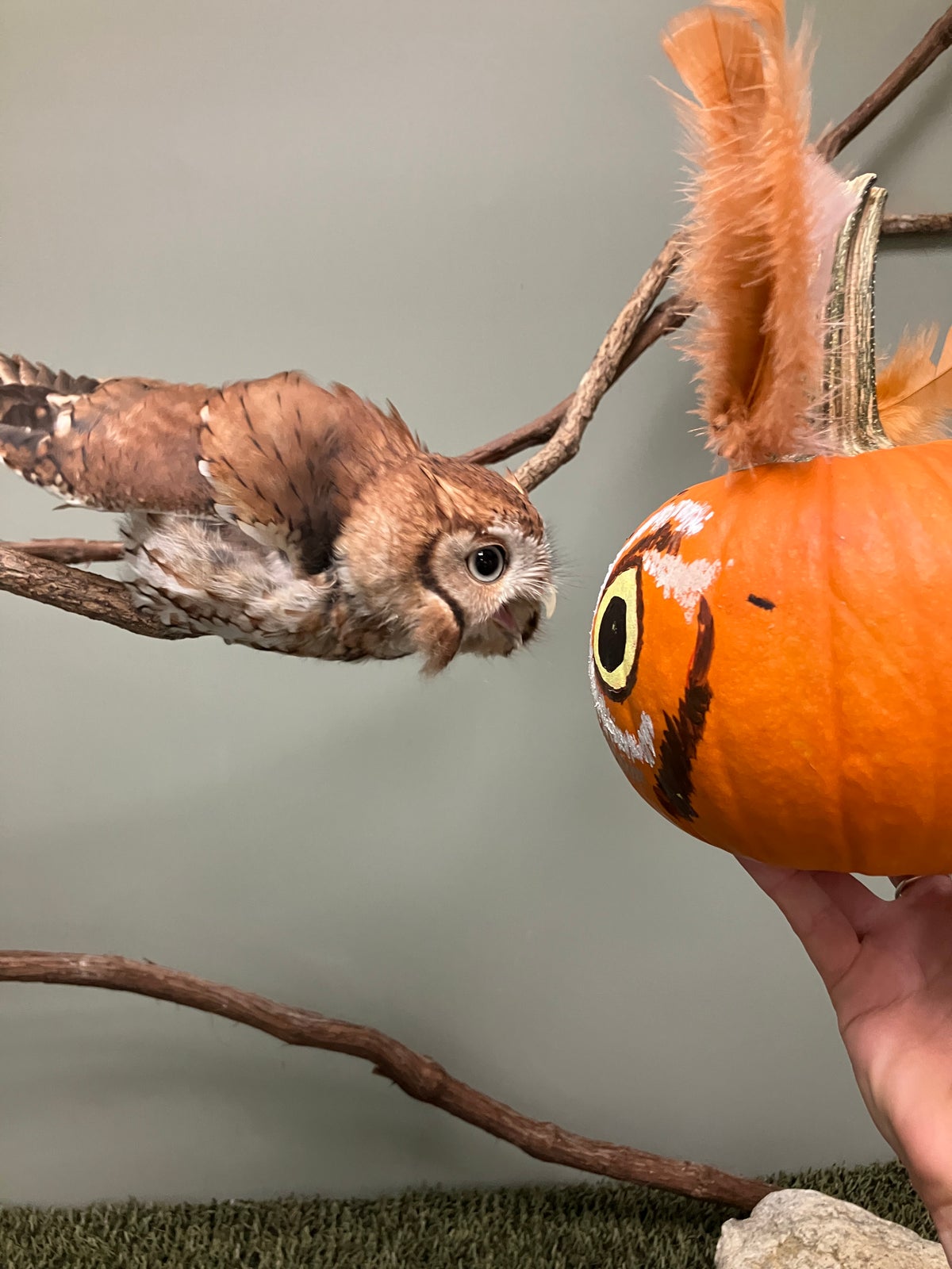 Happy Owl-oween! | MLTSHP