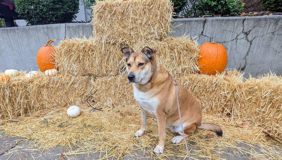 Occasional Paiser - Waiting for the Great Pumpkin Edition | MLTSHP