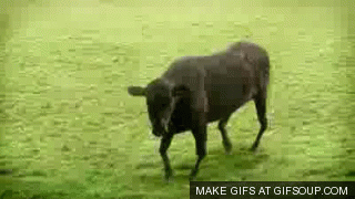 cyriak-cows-weird_o_GIFSoup.com.gif | MLTSHP