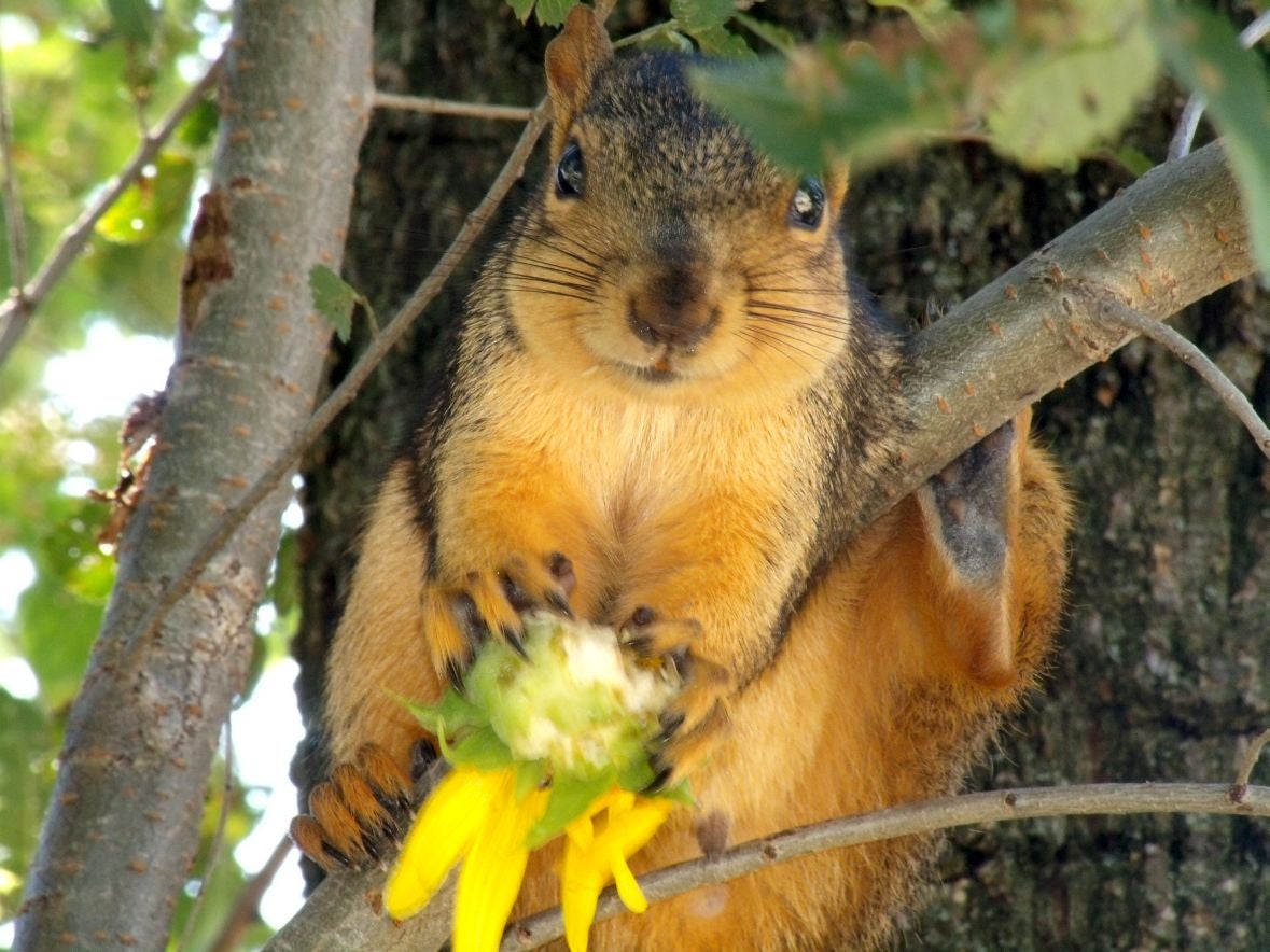 Oh Hai was this your sunflower? | MLTSHP