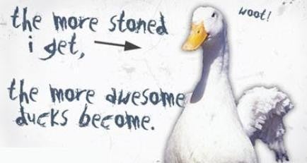 Hell Yeah, Ducks!! | MLTSHP