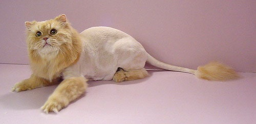 lion cut | MLTSHP
