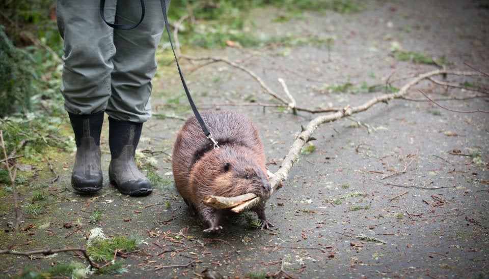beaver on a leash still doing beaver things | MLTSHP