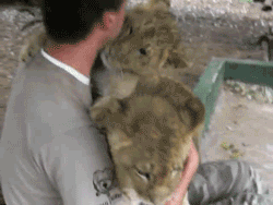 Lion cub hugs | MLTSHP