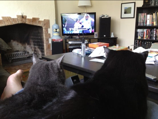 Lap full of cats | MLTSHP