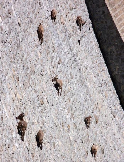 supremely awesome goats | MLTSHP