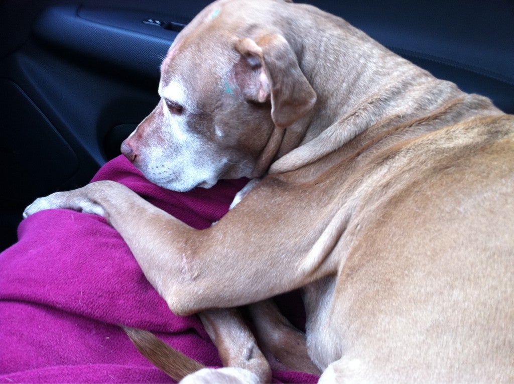 Bess, post-op. She's as tired of driving as I am. | MLTSHP