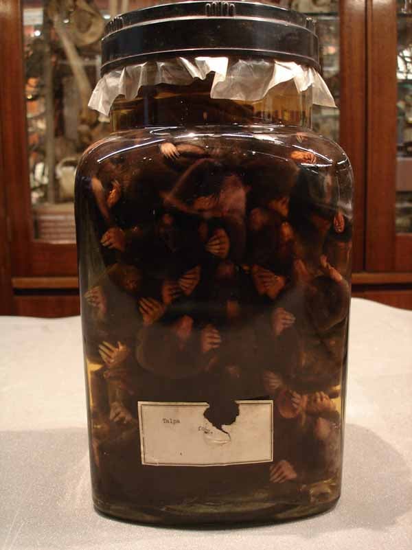 jar of moles | MLTSHP