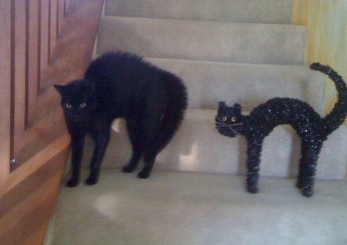 unrealistic cat standards | MLTSHP